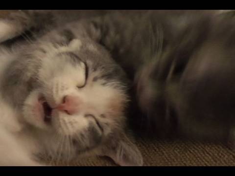 Kitten Headlock FTW - YouTube