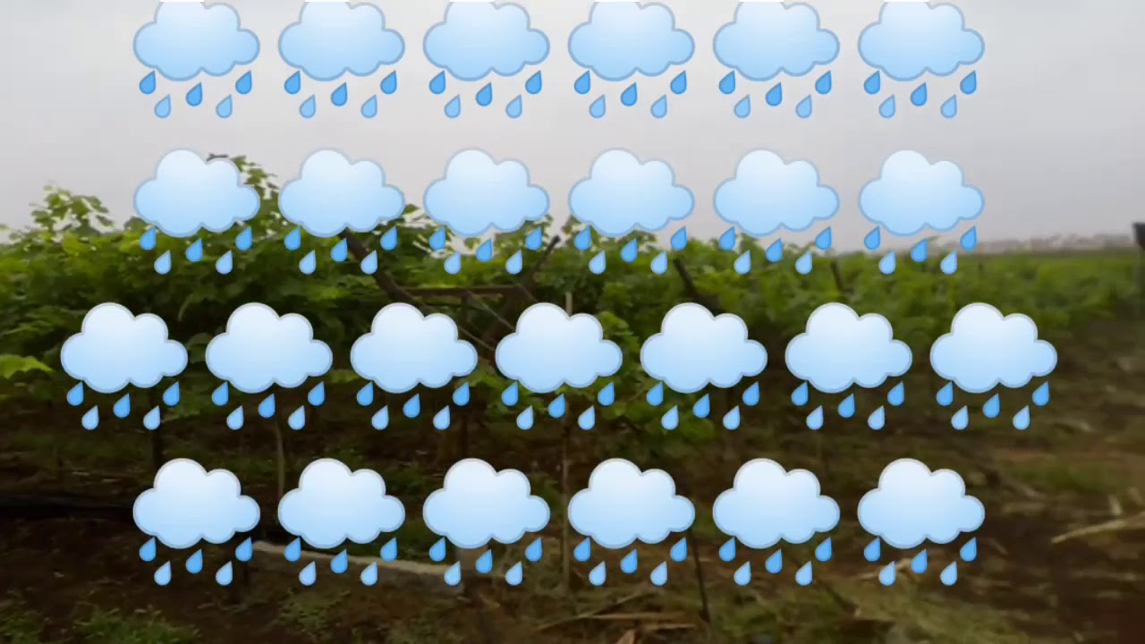 grapes plot 40 days - YouTube