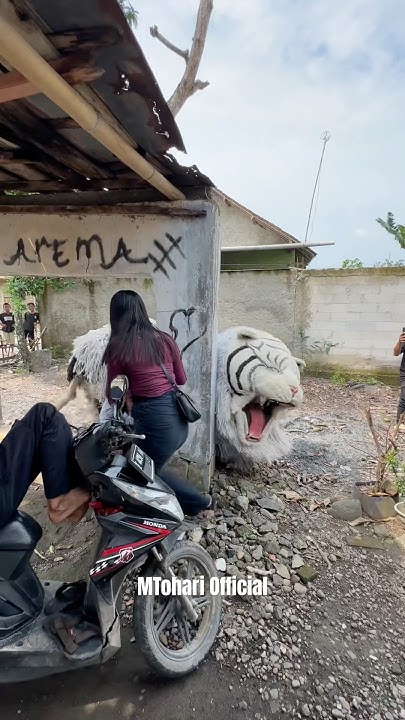 Detik detik cewek cantik mau dimakan can macanan - YouTube