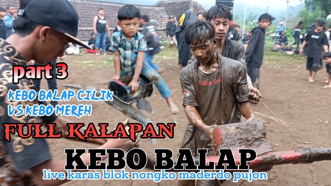 (part 3) JOSS KEBO BALAP CILIK vs KEBO BALAP MERAH - YouTube