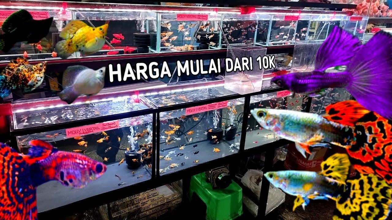REVIEW HARGA IKAN MOLLY DAN IKAN GUPPY RED DRAGON. BANYAK PILIHAN. DI ...
