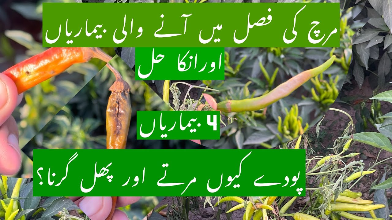 Disease in chilli crop and their solution Anthracnose,death of plant ...