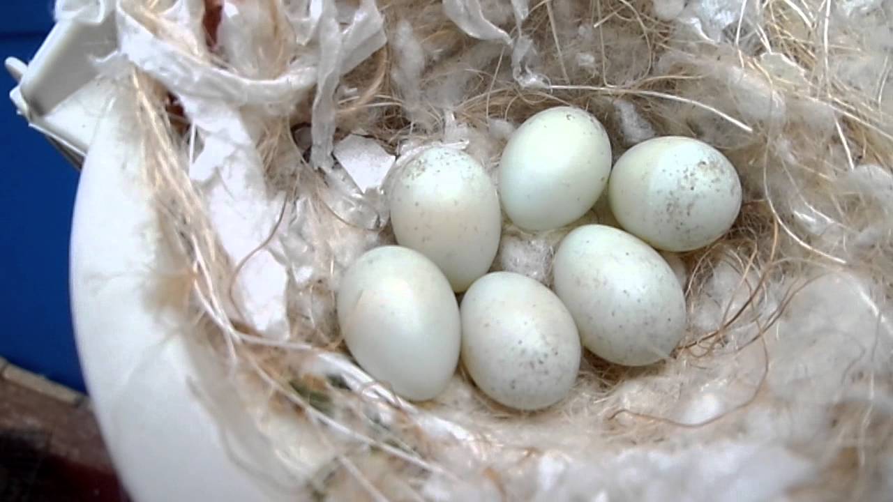 Carduelis Major Omek 2013 - YouTube
