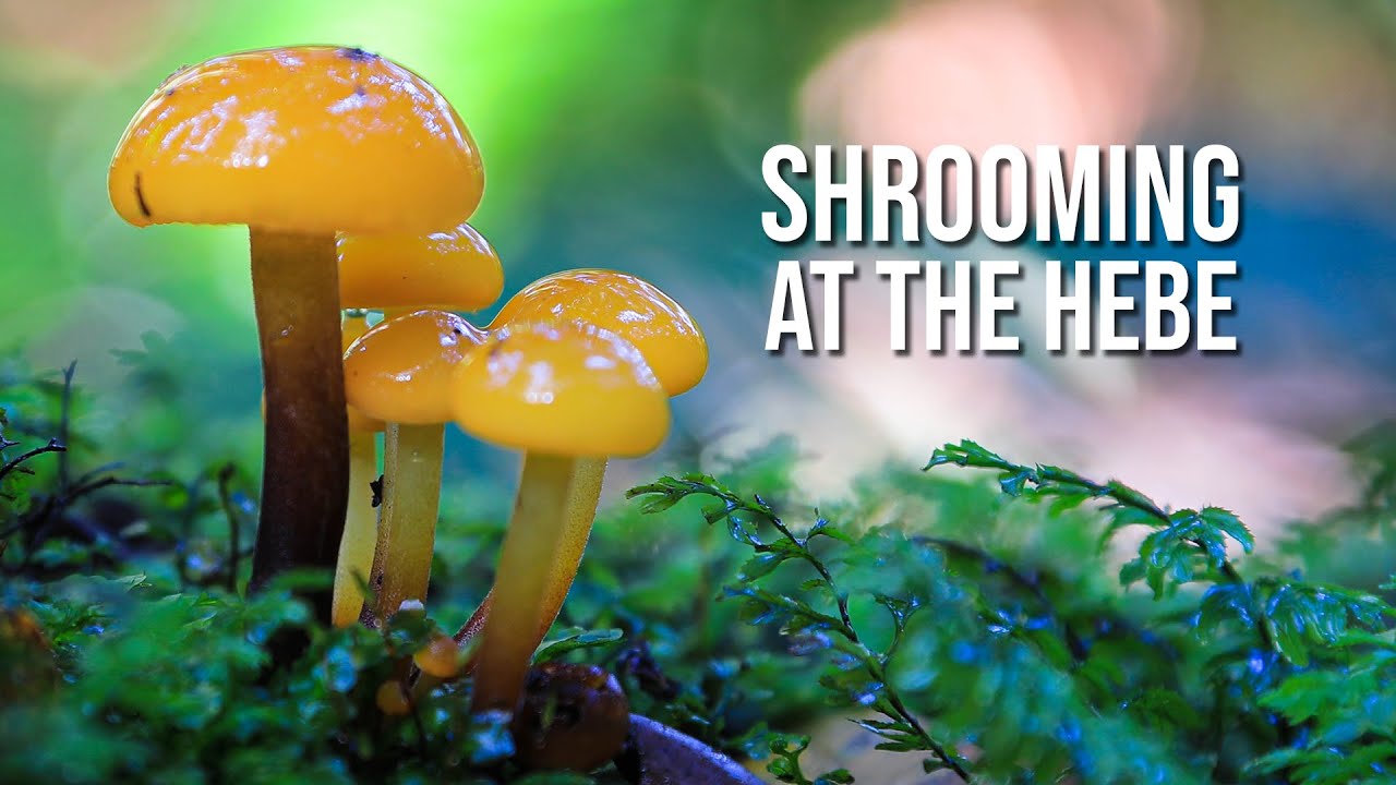 Shrooming at the Hebe - YouTube
