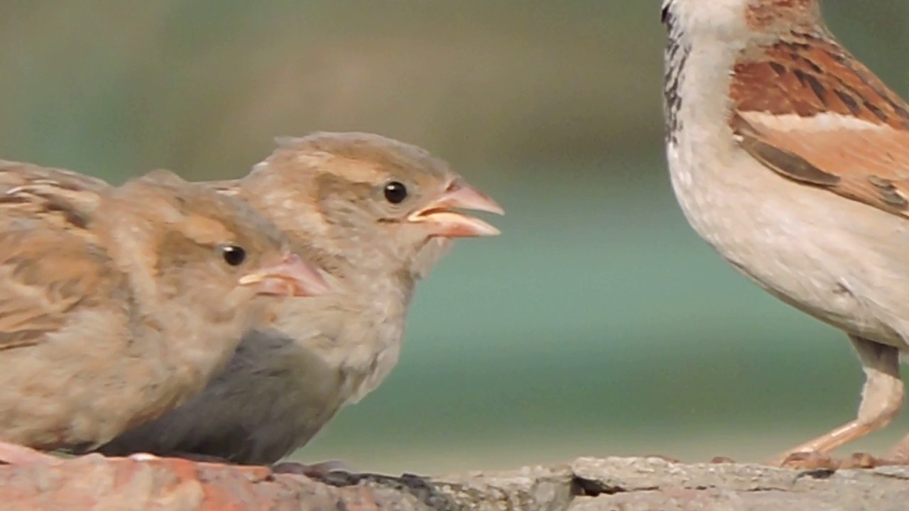 nikon coolpix p600 zoom test with a story...