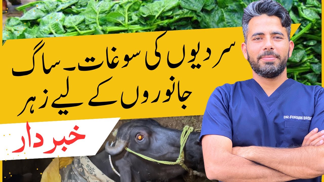 Fodder poisoning | nitrate nitrite poisoning | sarson ka saag for ...