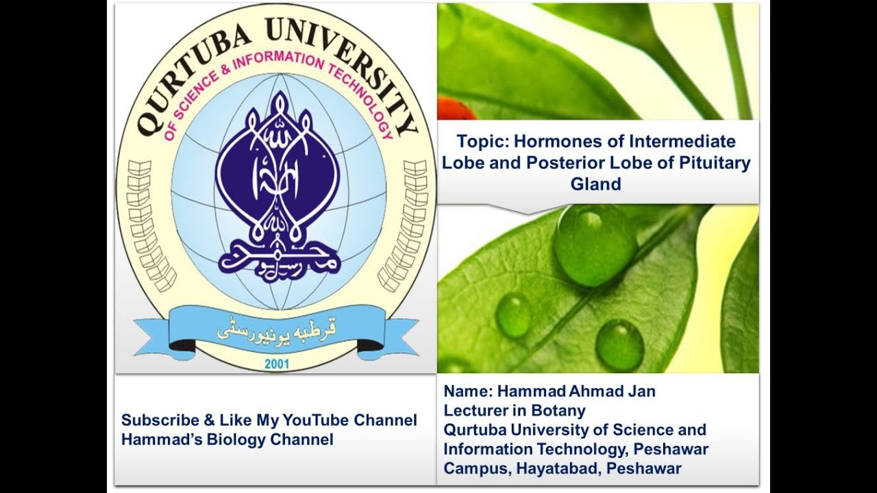 Hormones of Intermediate Lobe and Posterior Lobe of Pituitary Gland ...