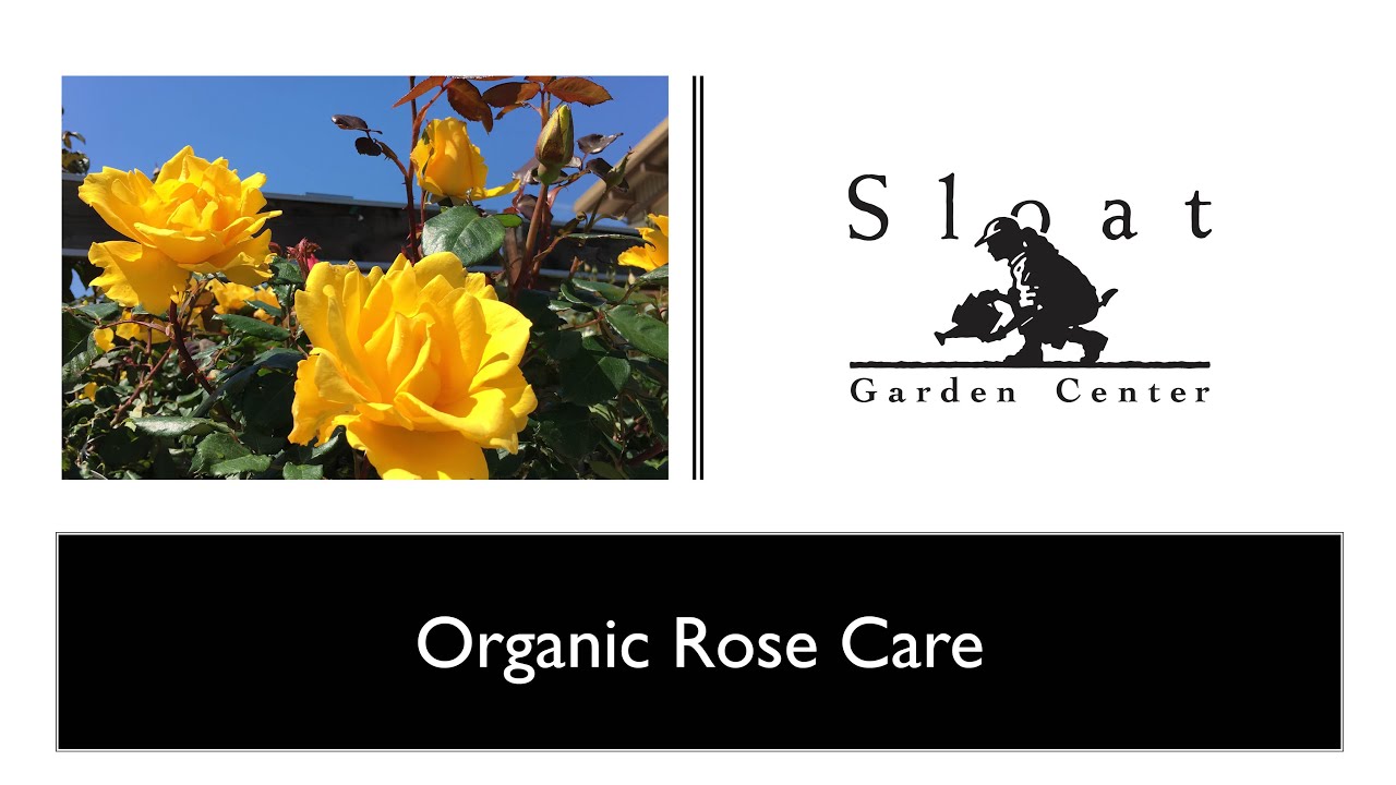 Webinar: Organic Rose Care - YouTube