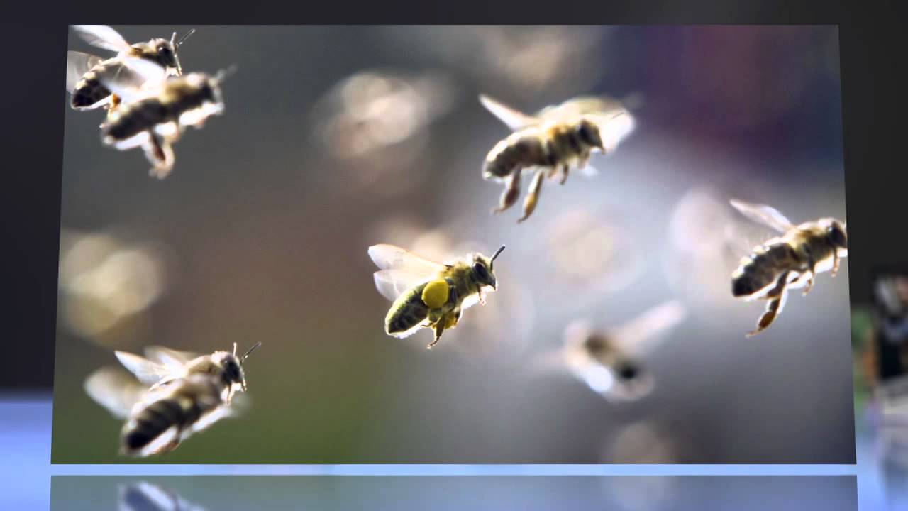 Robot Bees Designed To Take Over for Real Dying Bees - YouTube