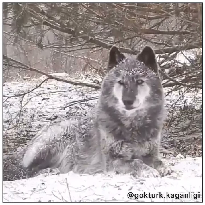 Bozkurtlar ulusun, Tanrı Türk’ü korusun! - YouTube