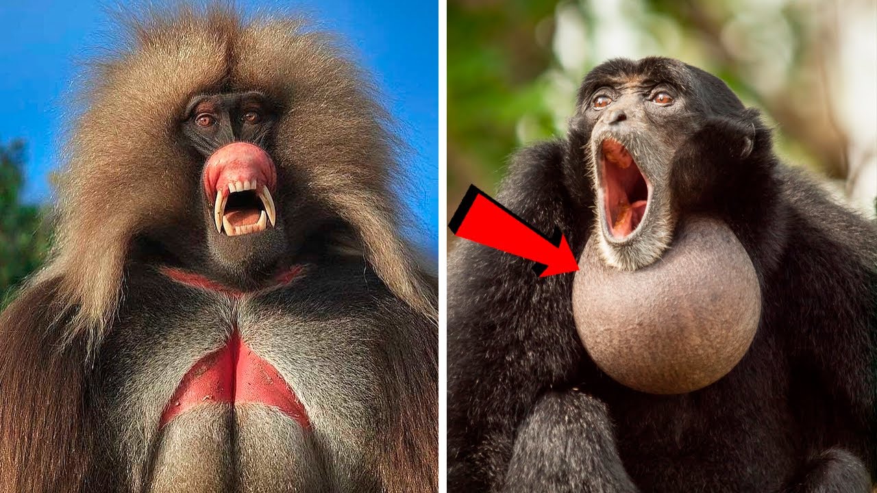 10 STRANGE MONKEYS You Won t Believe Actually Exist YouTube 10-strange-monkeys-you-won-t-believe-actually-exist-youtube
