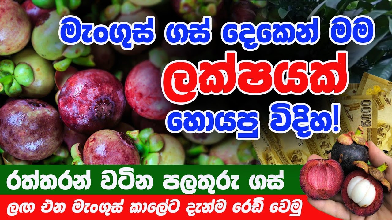මැංගුස් ගස් දෙකෙන් මම ලක්ෂයක් හොයපු විදිහ! | Earn 1 Lakhs from ...