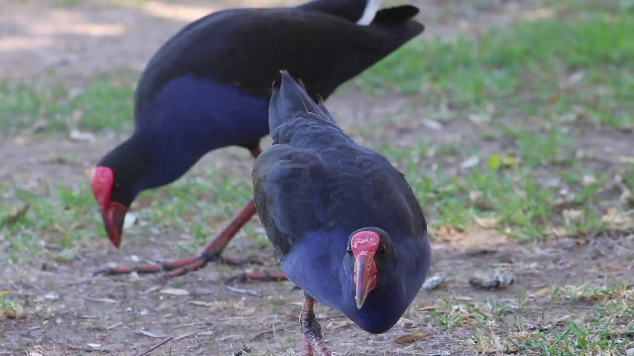 Purple Swamp Hen - YouTube