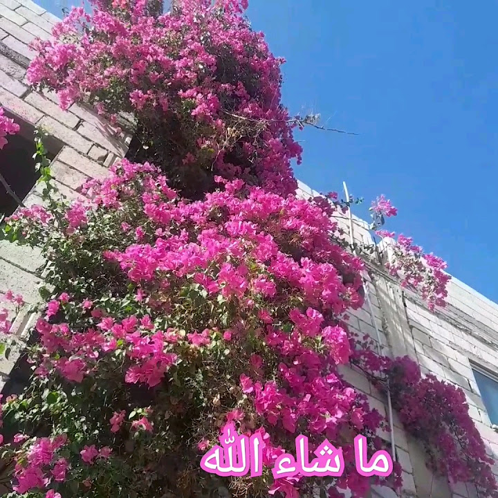 المجنونه فضلا اعجاب ومتابعة Redrose Hz7rc Youtube