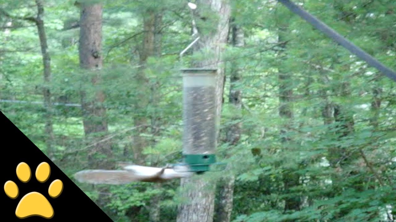 Circus Squirrel - YouTube
