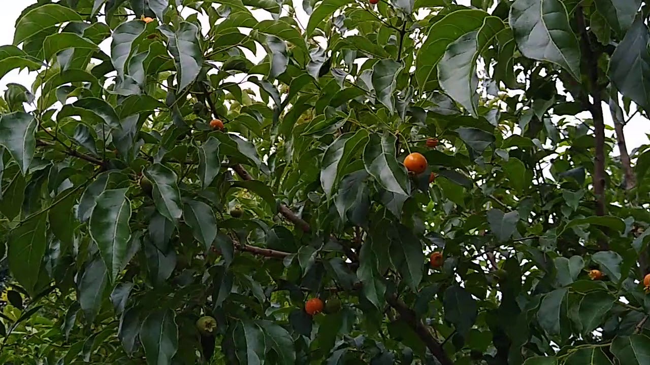Guabira o guabiroba naranja - YouTube