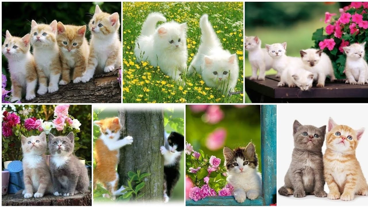 Cat lovers| Beautiful Cat Dps| Beautiful Cat| Cat | Whatsap Dps ...
