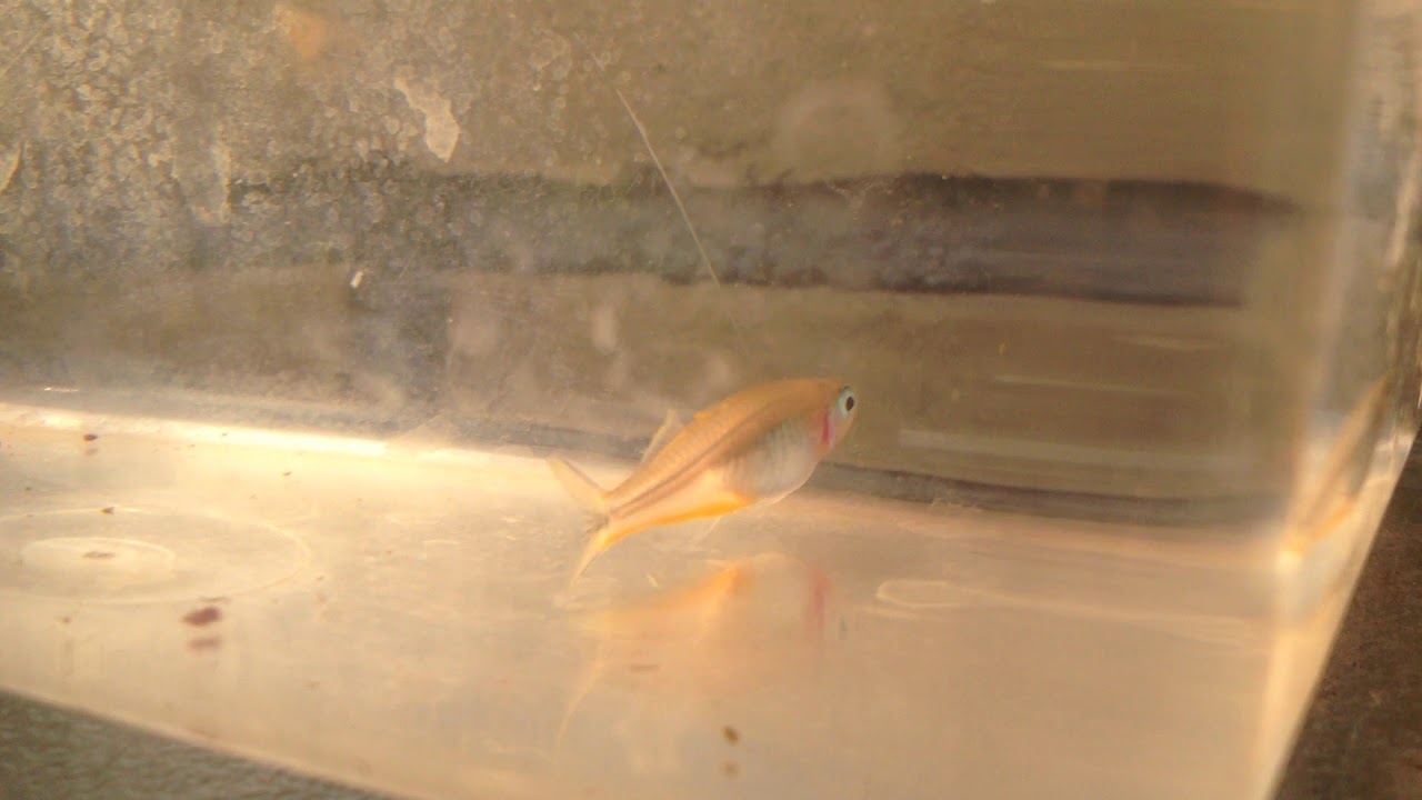 Forktail Blue-eye (Pseudomugil furcatus, Popondetta furcata ...