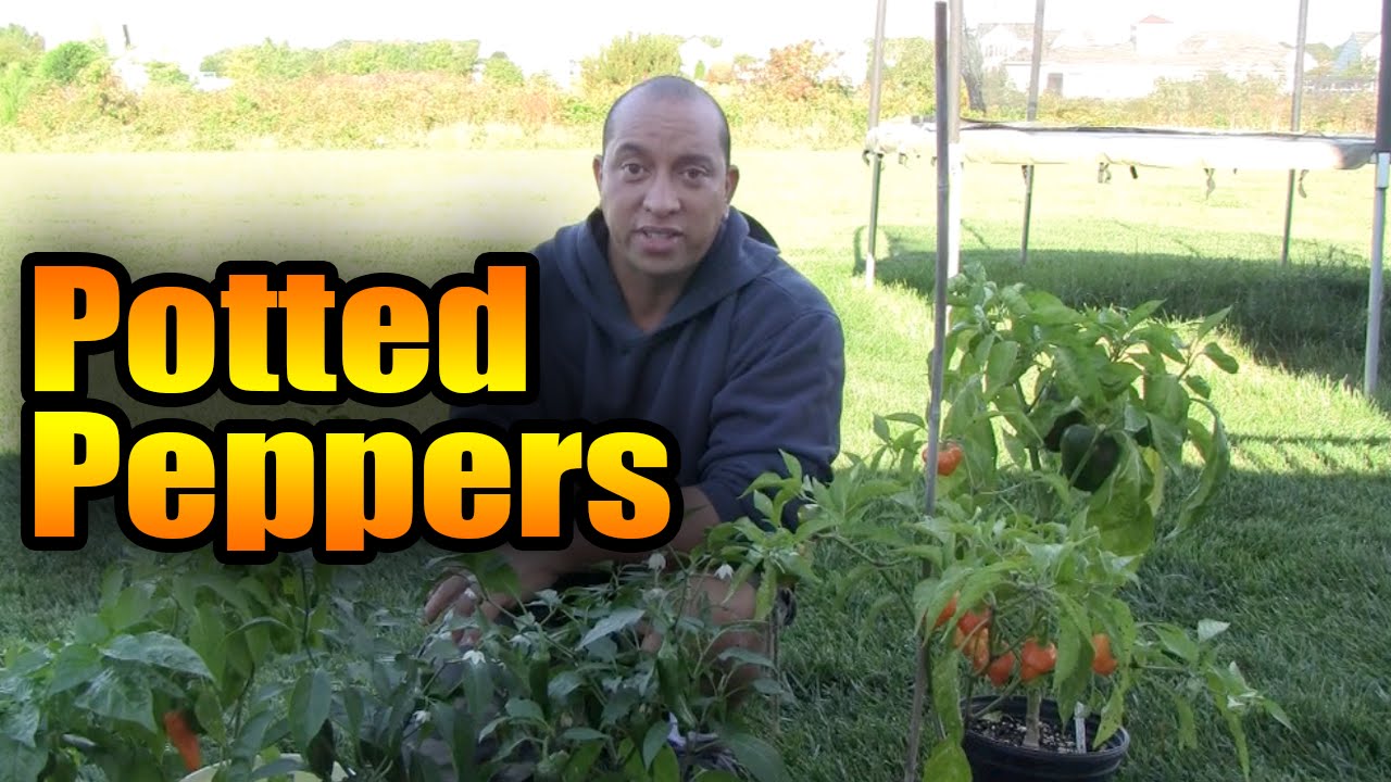 Potted Peppers - YouTube
