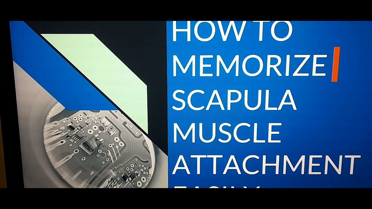 HOW TO MEMORIZE SCAPULA MUSCLE ATTACHMENT AND MOVEMENTS OF SCAPULA ...