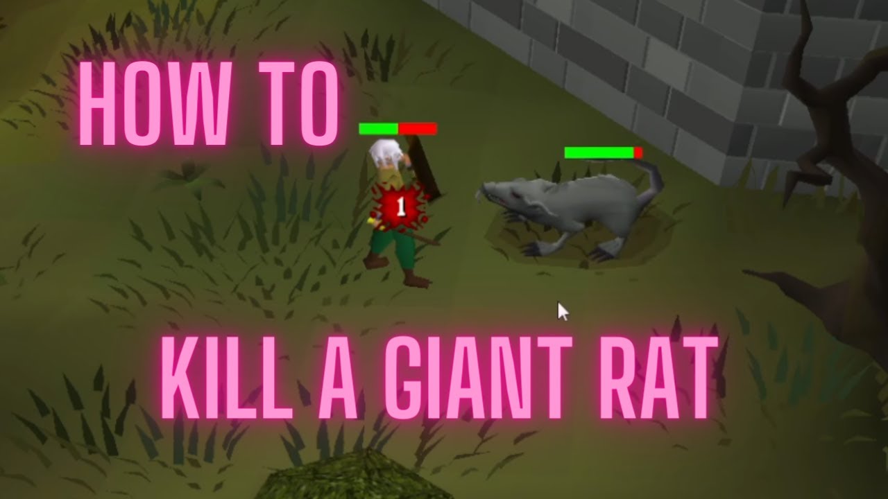 OSRS How to kill a Giant Rat - YouTube