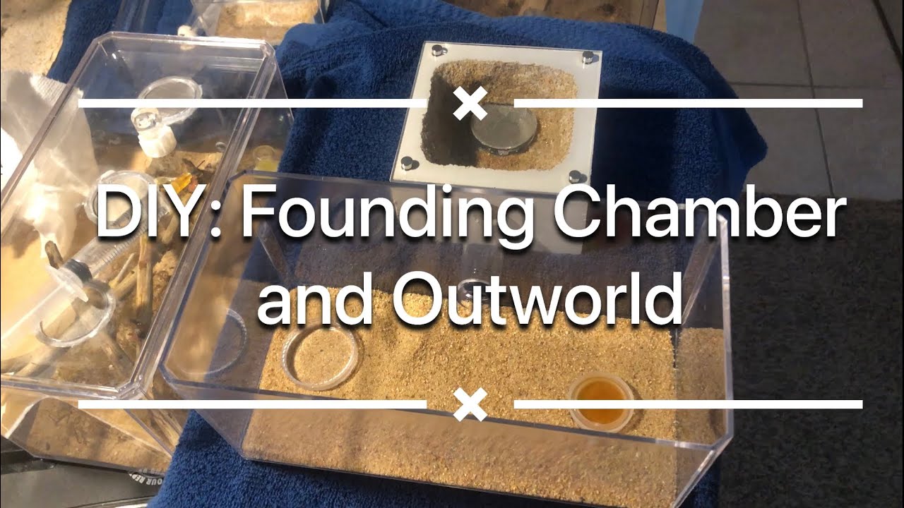 DIY - Founding Chamber Gypsum Formicarium with Outworld - YouTube