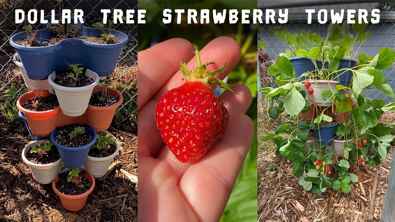 How to Make a Dollar Tree Strawberry Tower | Grow Strawberries ...