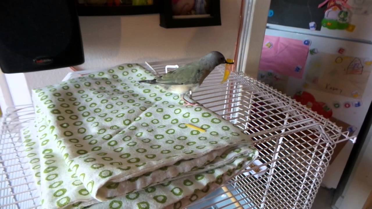 2.5 month old Gouldian finch dropping toys - YouTube