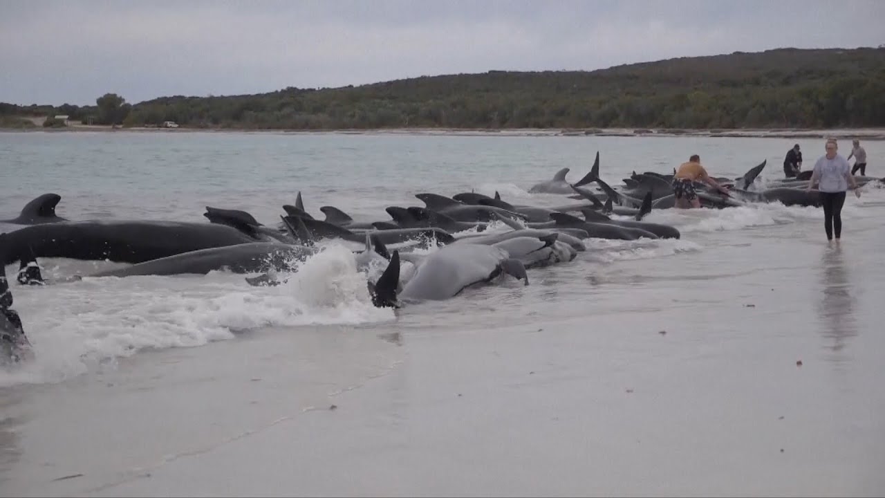 Nearly 100 pilot whales stranded on Australian beach - YouTube
