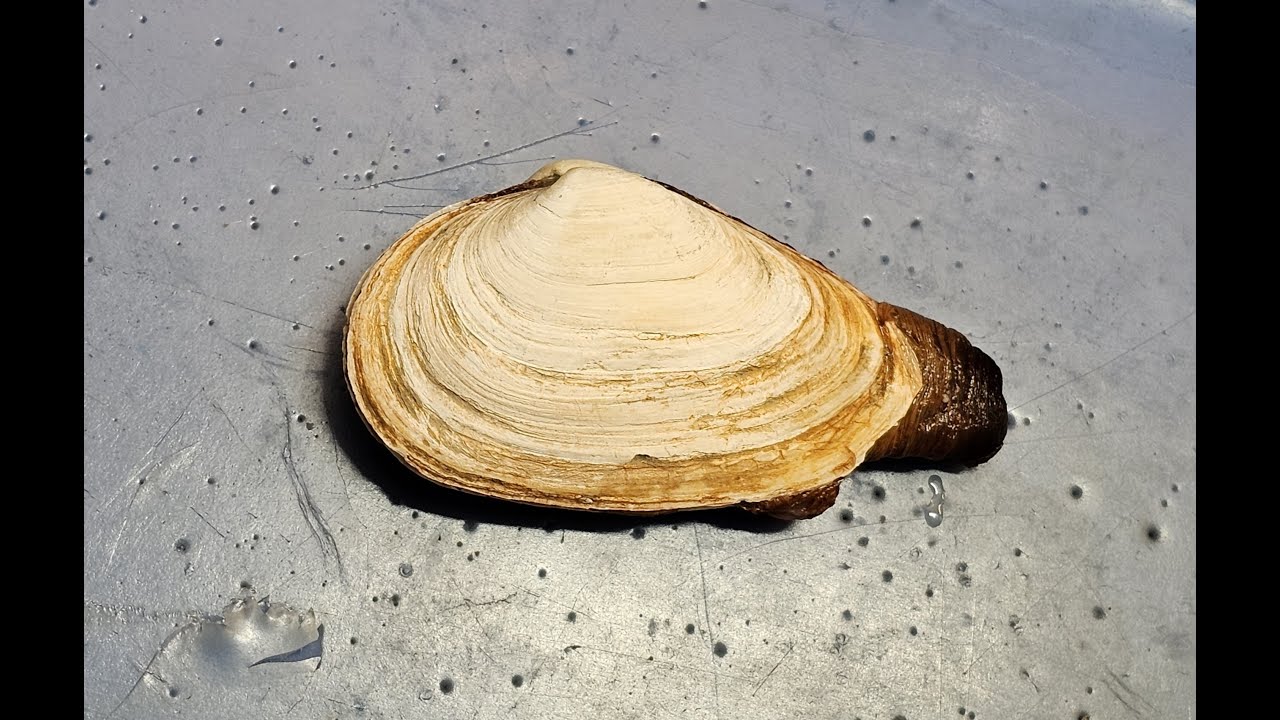 Goose-neck (aka Long-neck) Clam Dissection Anatomy - YouTube