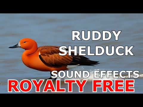 Ruddy Shelduck Sound Effect Clip | Free to Use | Royalty-Free Sound Effects Collection