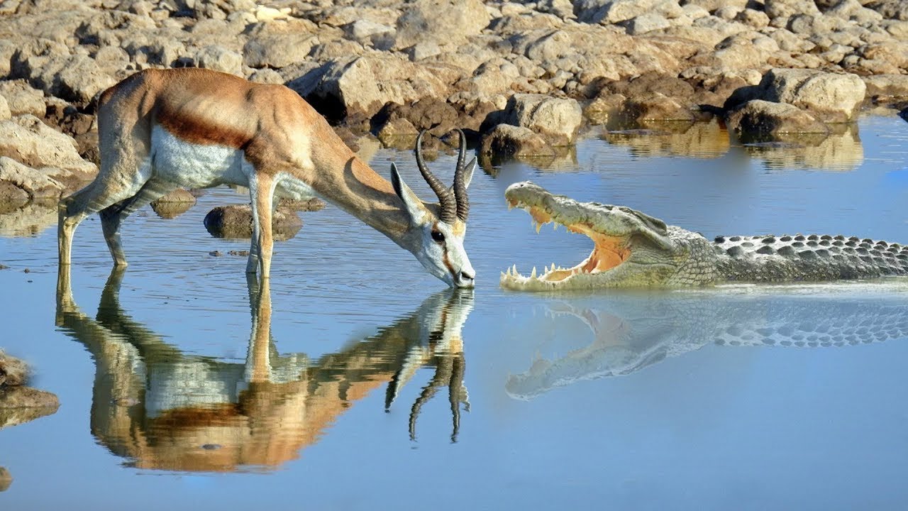 Most Amazing Big Hunting Attack on Deer - YouTube