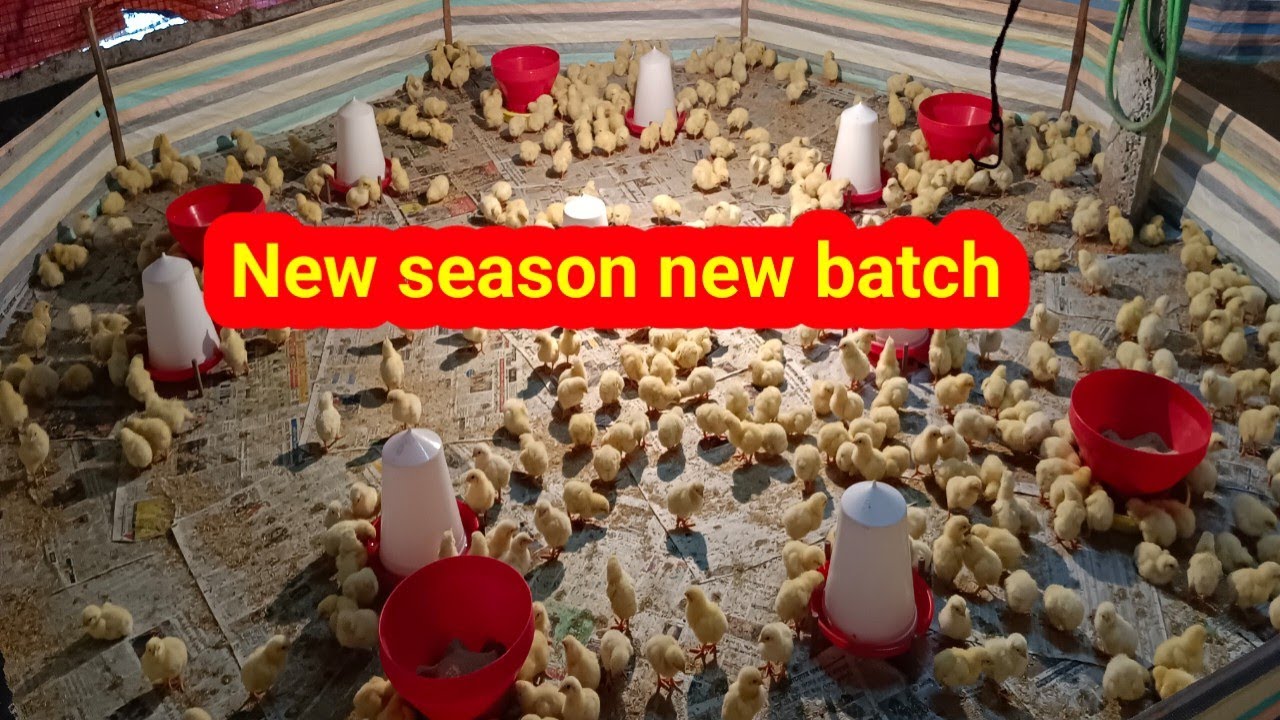New batch start in my farm/Day-1 brooding management - YouTube