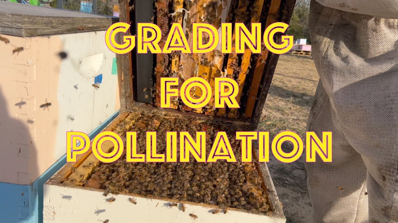 Grading Honey Bees for Commercial Pollination - YouTube