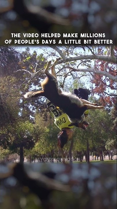 Jumpy the Dog Backflips #slowmotion #parkour #dogs - YouTube