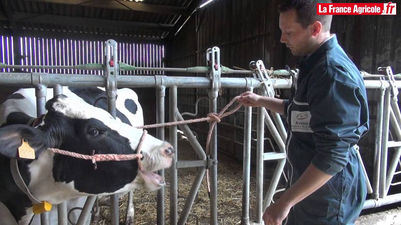 Réaliser un licol buccal sur un bovin - YouTube