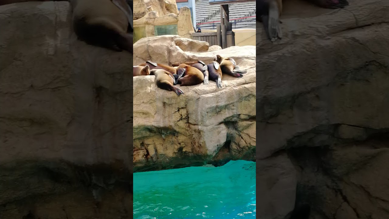 Seals at SeaWorld - YouTube