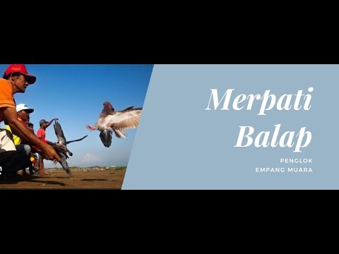 Adu Merpati Balap di cirebon Empang Muara - YouTube