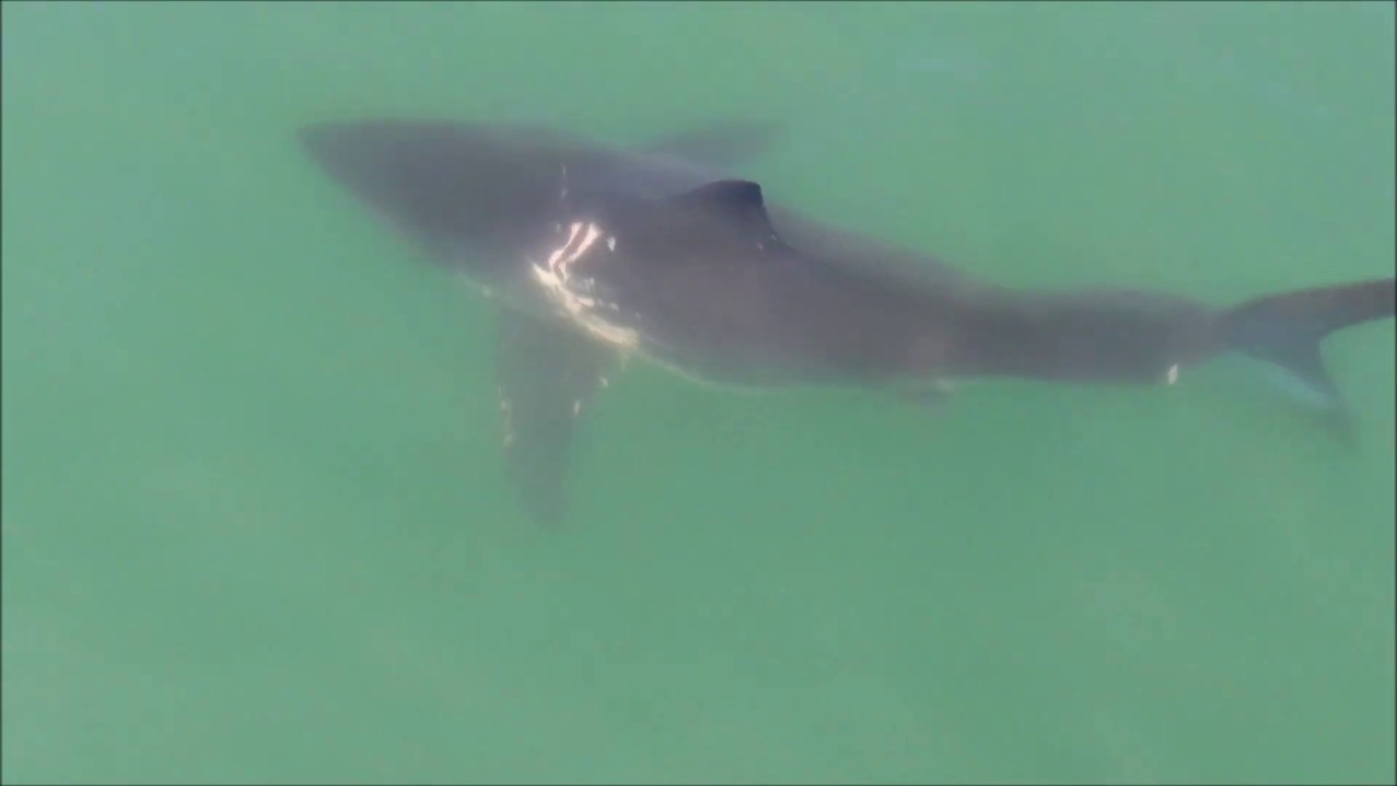 Shark of Interest 3, Shark with bite marks on port side - YouTube