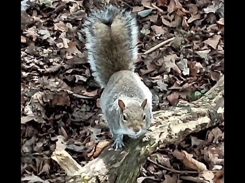 SQUIRREL IN THE PARK video Colin C. - YouTube