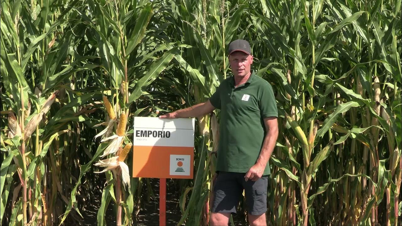 KWS Emporio maïs (FAO 215) - De heerser van het veld! - YouTube