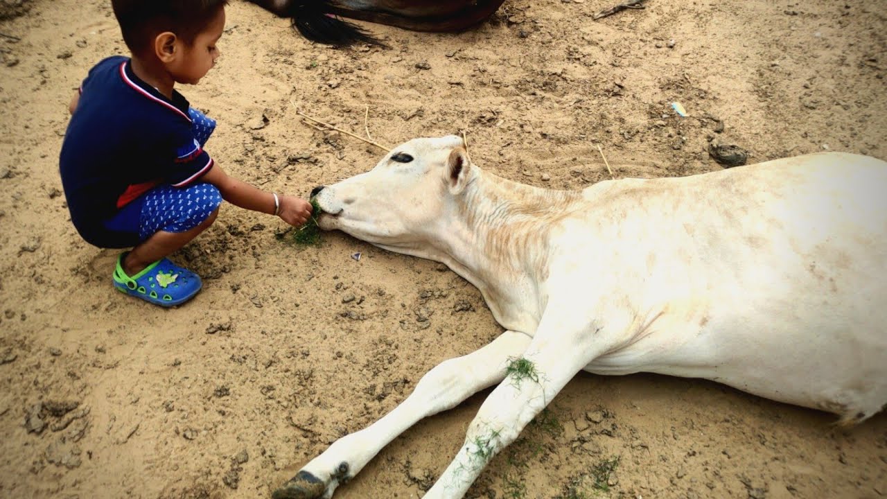kids cow video || sick cow || bimar sapi || sleeping cow baby || white ...