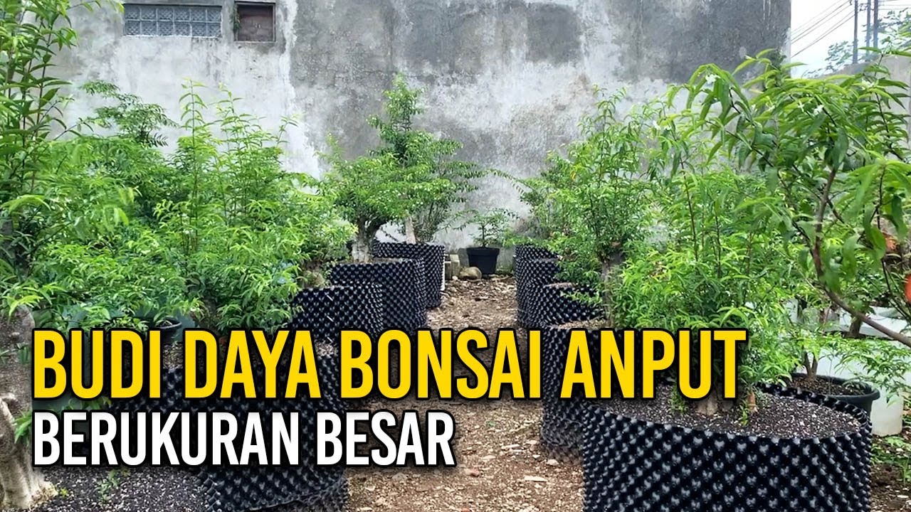 🌲 BUDI DAYA BONSAI ANTING PUTRI UKURAN BESAR 🔥 - YouTube