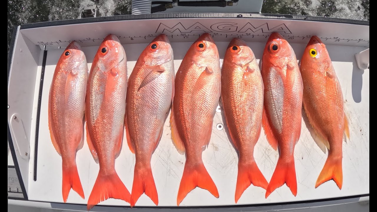 Deep drop fishing for DELICIOUS Vermilion Snapper | Catch Clean Cook ...