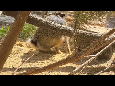 Как Мазурик кровать строил