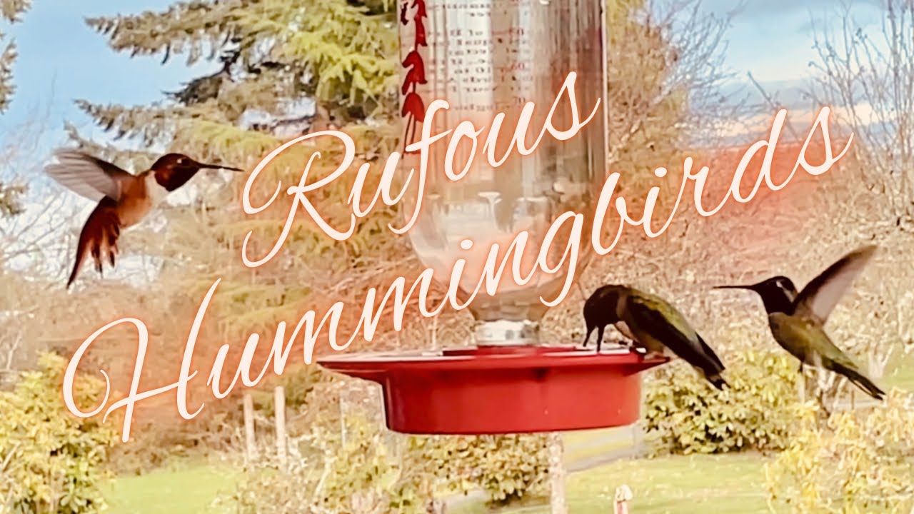 Anna’s Hummingbirds | Rufous Hummingbirds Have Arrived | I'm so Excited ...