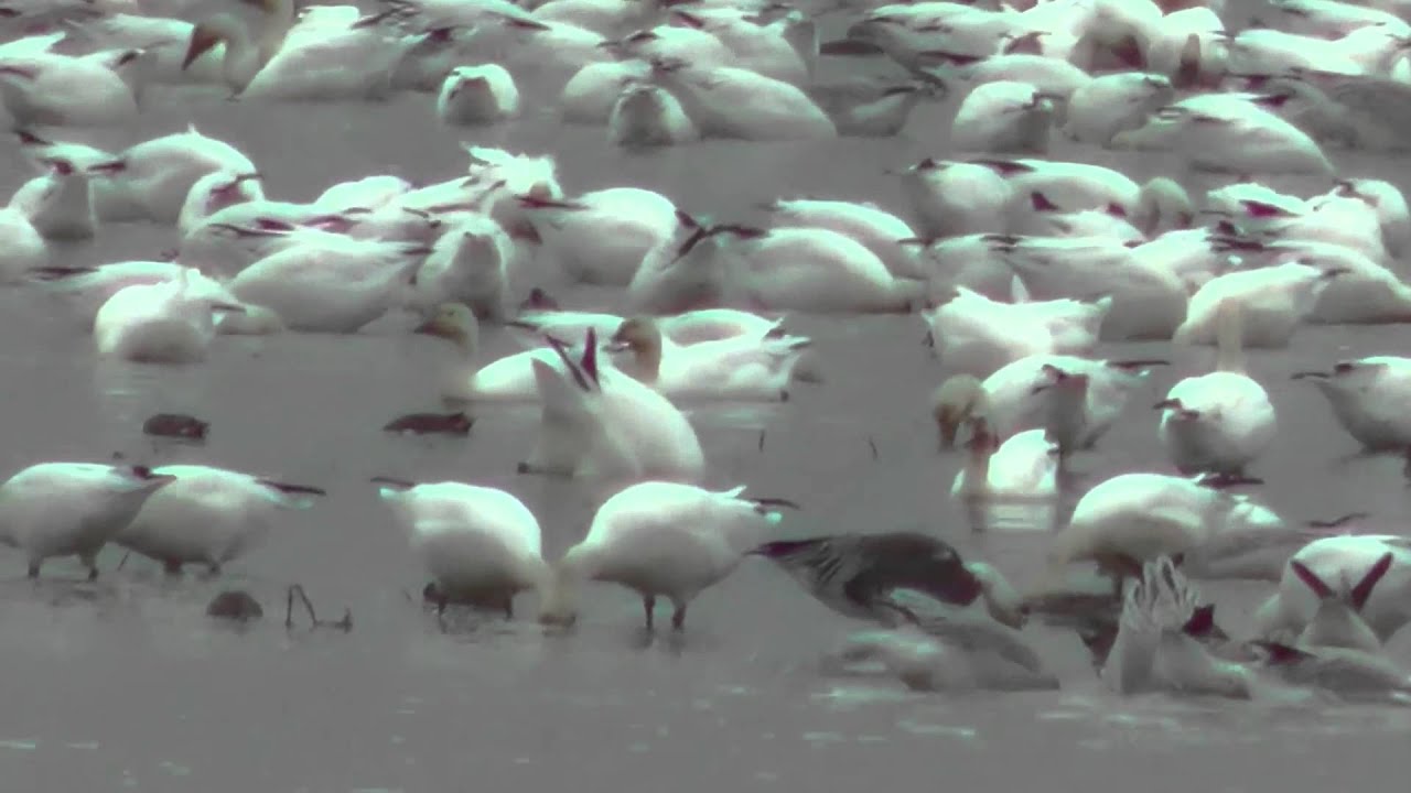 Cap Tourmente national wildlife area - YouTube