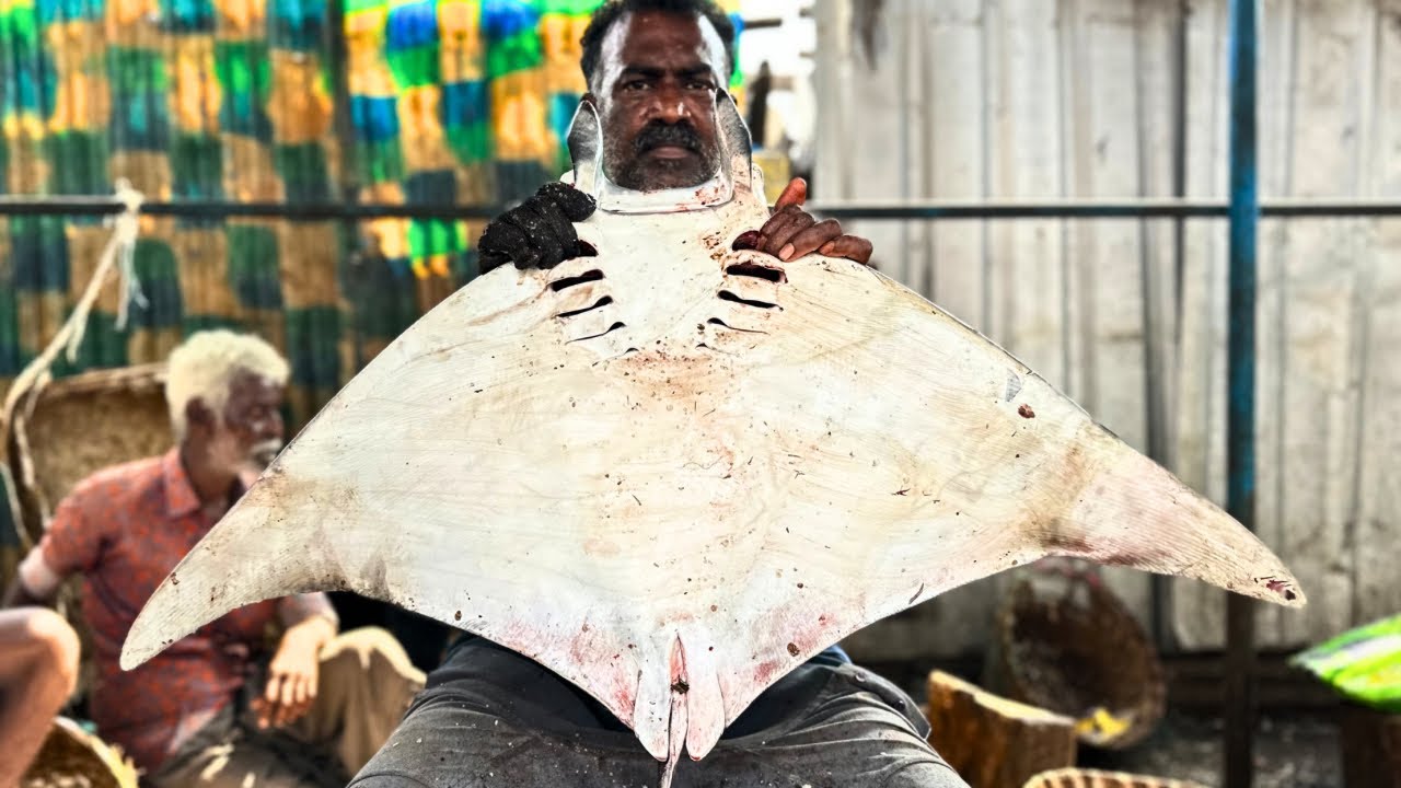 Big Manda Ray Fish Cuts🔥🔪Incredible Tasty Fish🔥KF FISH CUTS - YouTube