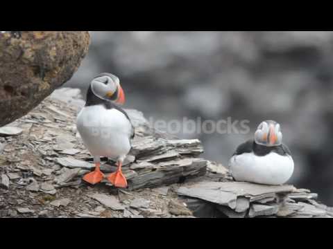 A PAIR OF ATLANTIC PUFFINS DURING A COURTSHIP DANCE ON IN KROSSFJORDEN ...