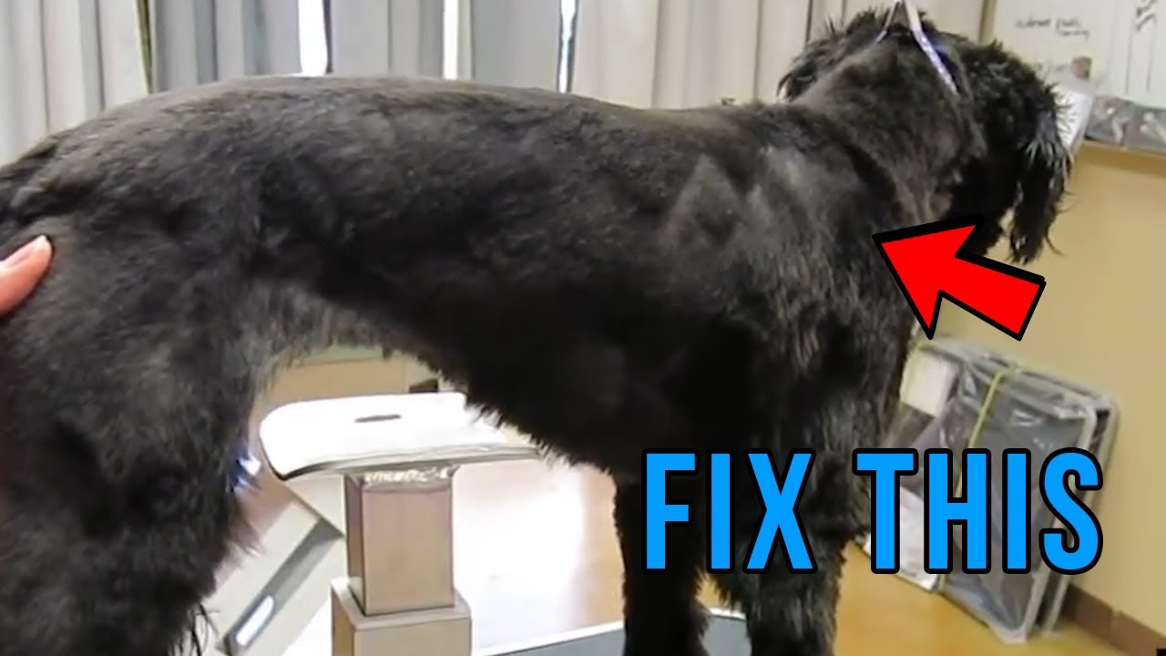 Is It Bad To Cut Your Dogs Hair
